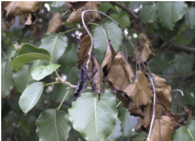 Fire Blight Showing Up on Apple and Pear Trees - Swain County Center ...