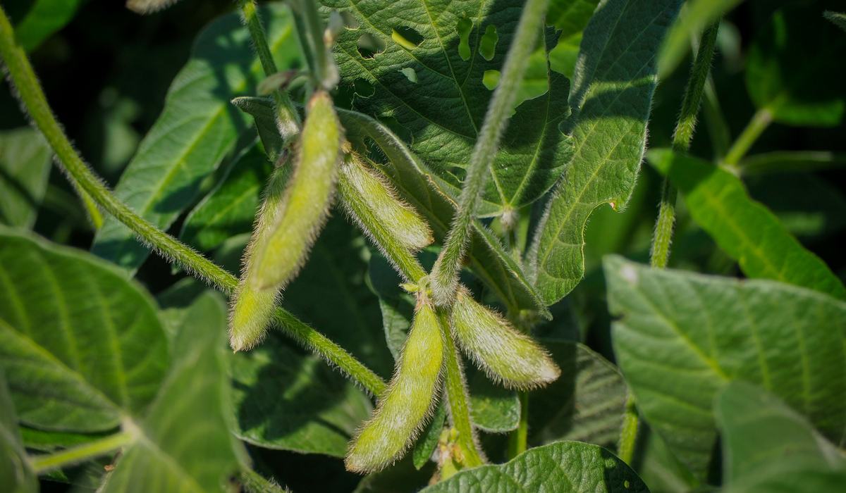Cotton/Soybean Scouting School - Northampton County Center | N.C ...