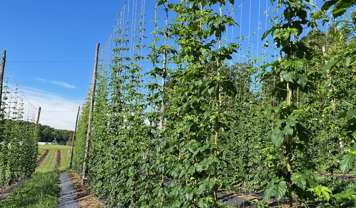 It's a New Season in the NC Alternative Crops & Organics Program! - New ...