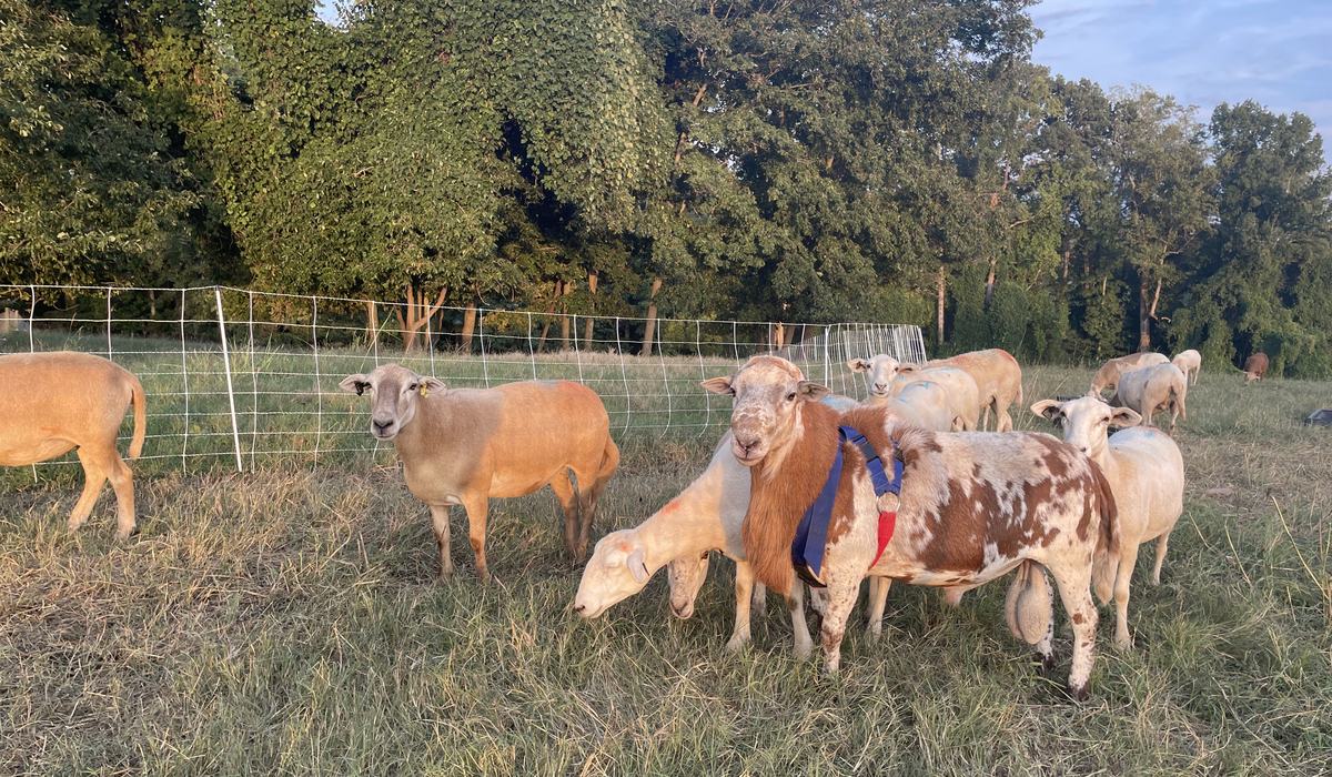 2024 Eastern US Sheep Sales and Field Days - Goats and Sheep | NC State ...