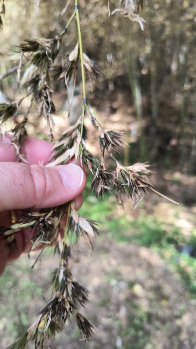The Curious Case of Flowering Bamboo: Facts and Insights - Caldwell ...