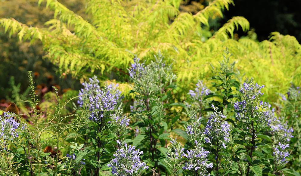 "Pollinator Paradise" Demonstration Garden - Growing Small Farms | NC ...