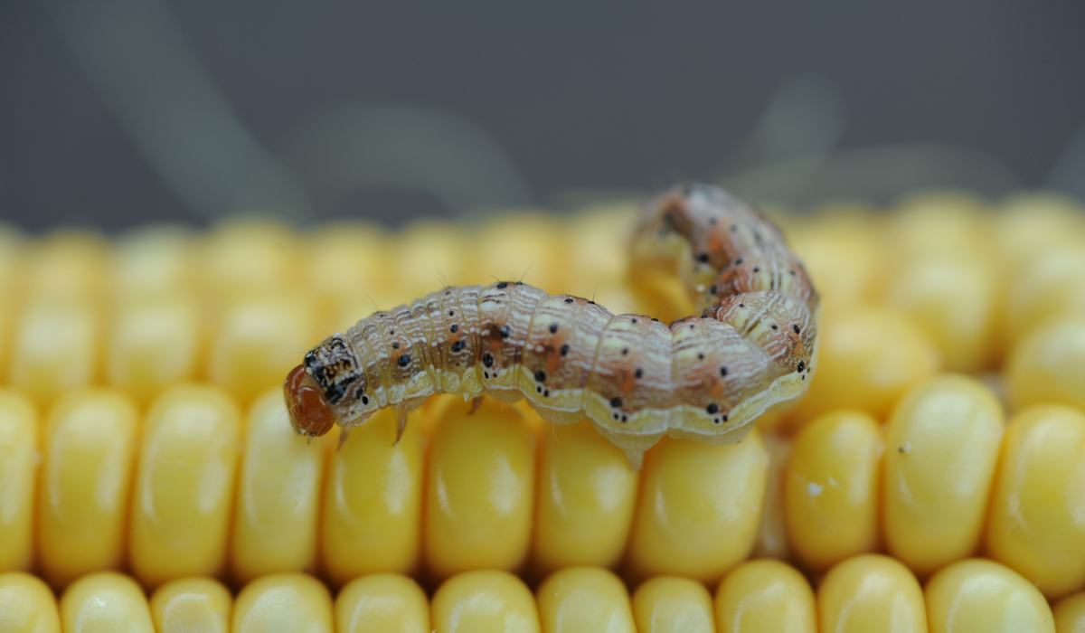 Concerns About Corn Earworm in Field Corn - Corn