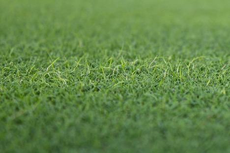 Yellow Spot or Bacterial Etiolation? That Is the Question. - Turf ...