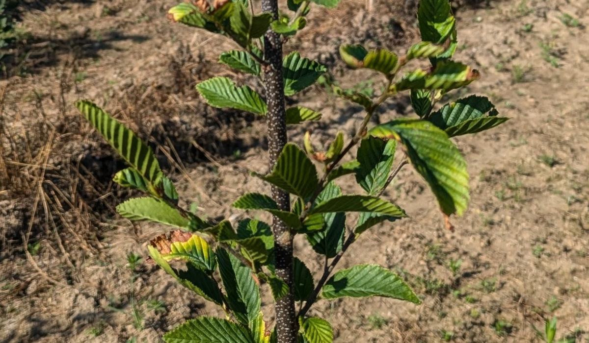 Leaf Scorch - Cherokee County Center | N.C. Cooperative Extension