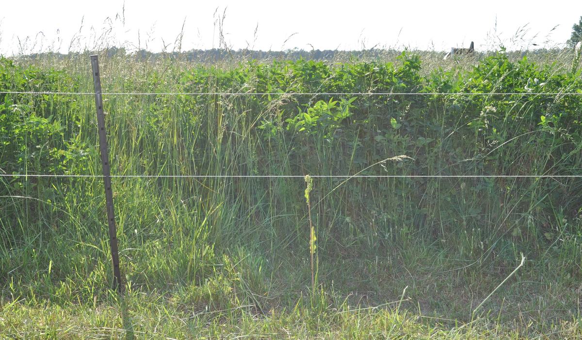 Stockpiling Forage for Winter Grazing - Sampson County Center