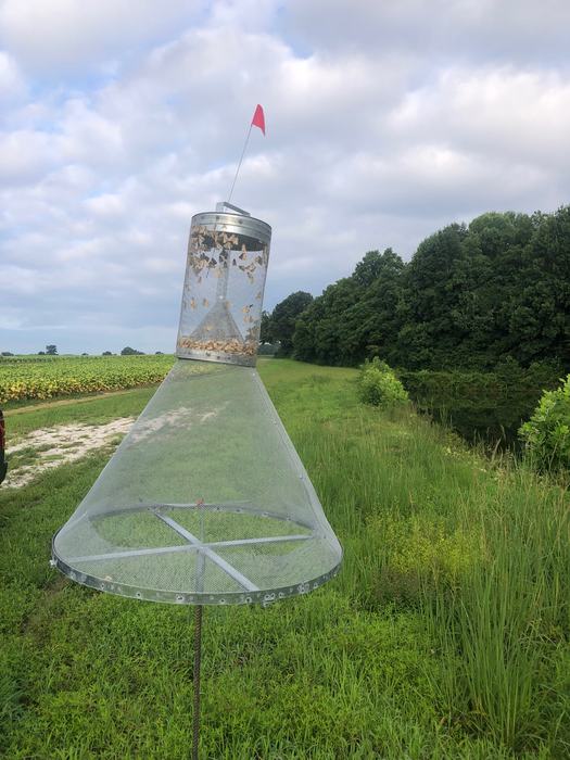 Bollworm Populations on the Decline With Another Generation on the Way ...