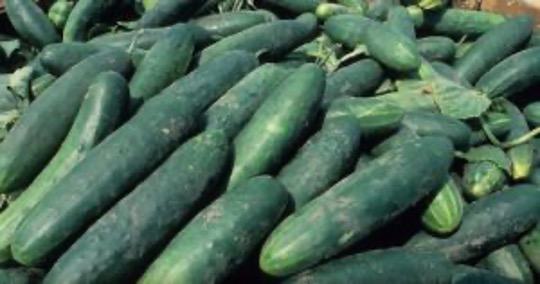 Growing Cucumbers in the Home Garden - Franklin County Center