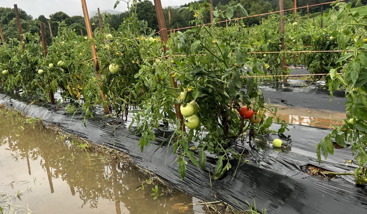 Assessing Damage in Produce Crops During Times of Excessive Rainfall ...