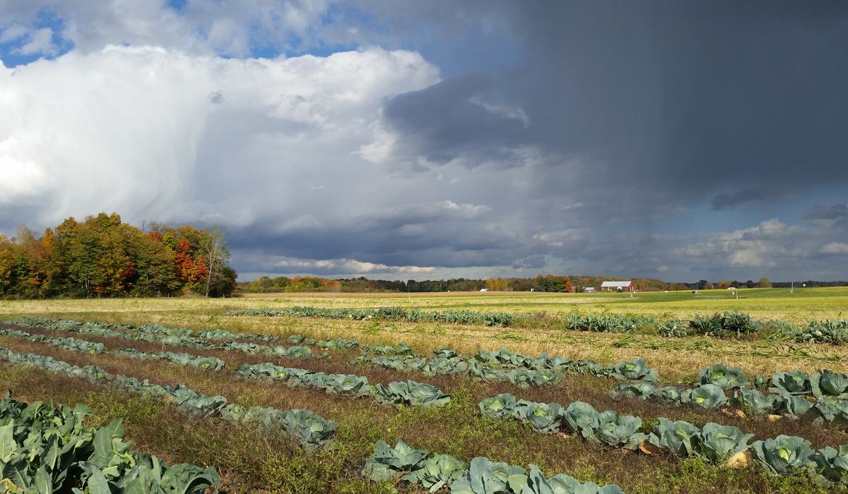 Hurricane Preparation & Recovery for Crop Producers - Haywood County Center