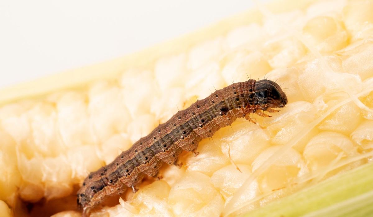 Fall Armyworms Have Arrived - Currituck County Center