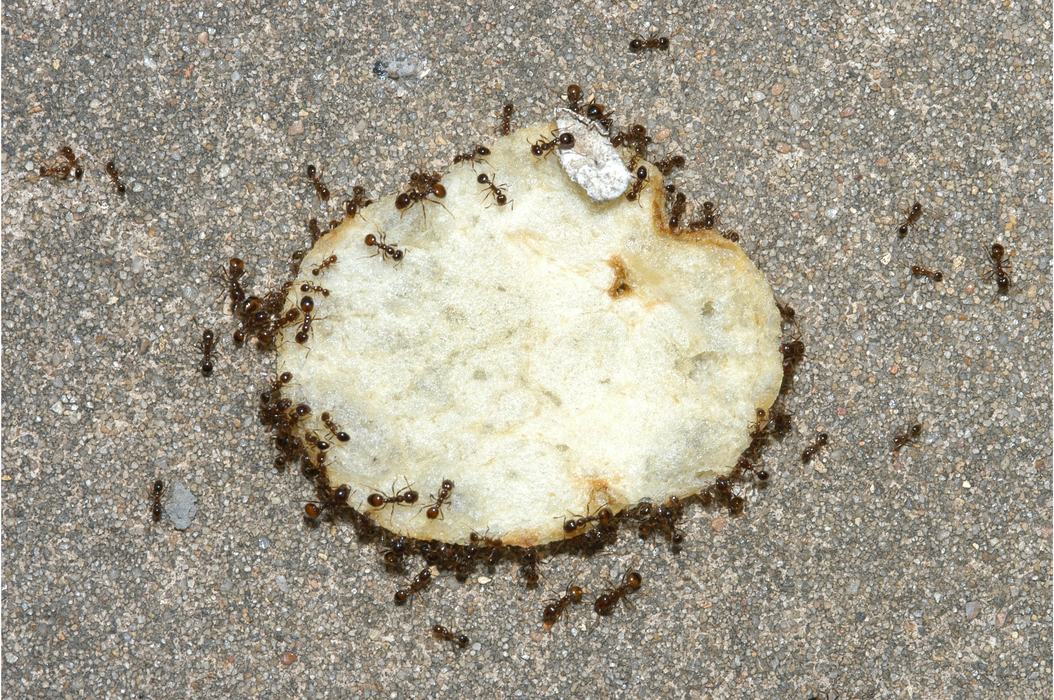 The Fall of Fire Ants - Pamlico County Center | N.C. Cooperative Extension