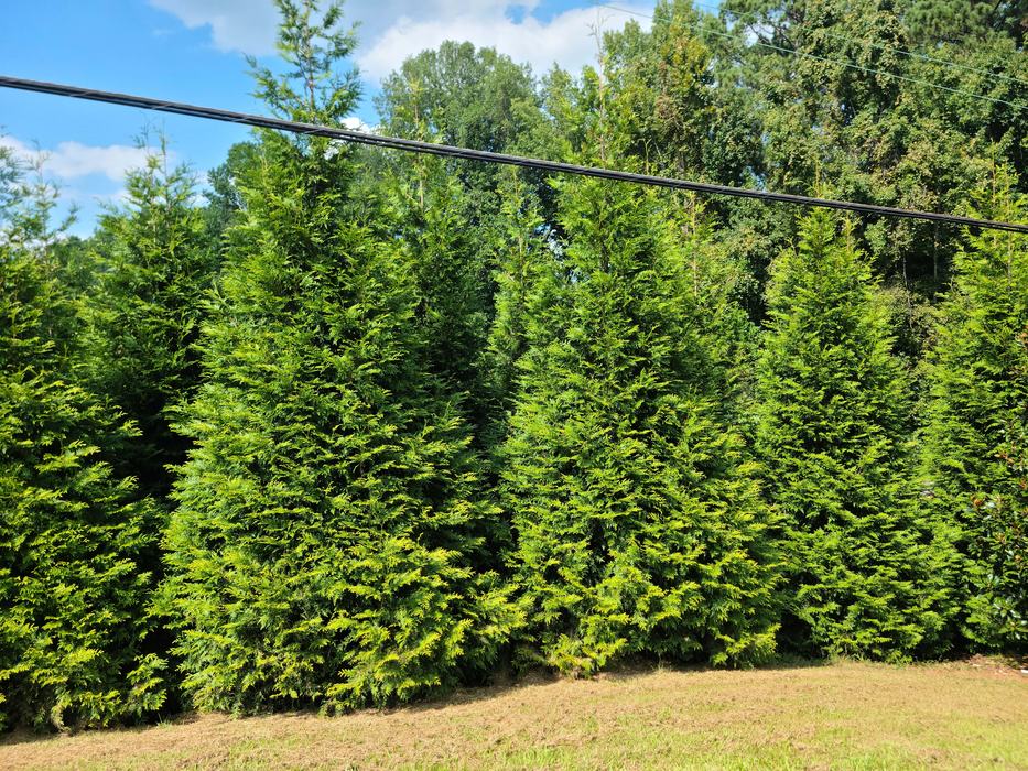 Privacy Hedges: How We Should Use Plants to Hide - Lee County Center