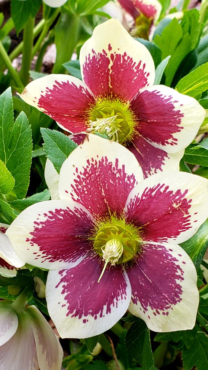Winter Care for Hellebores: A Gardener’s Guide to Lenten Roses ...