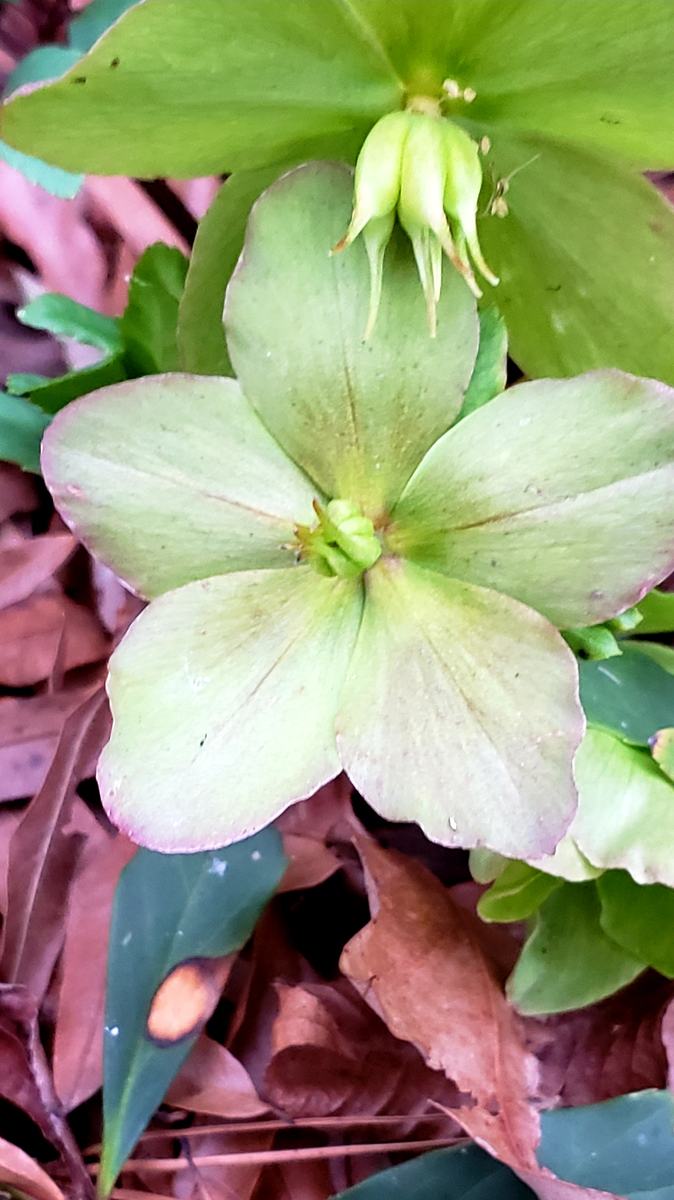 Winter Care for Hellebores: A Gardener’s Guide to Lenten Roses ...