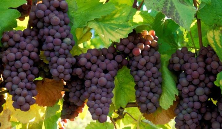 NC Grapes - Integrated Pest Management | NC State Extension
