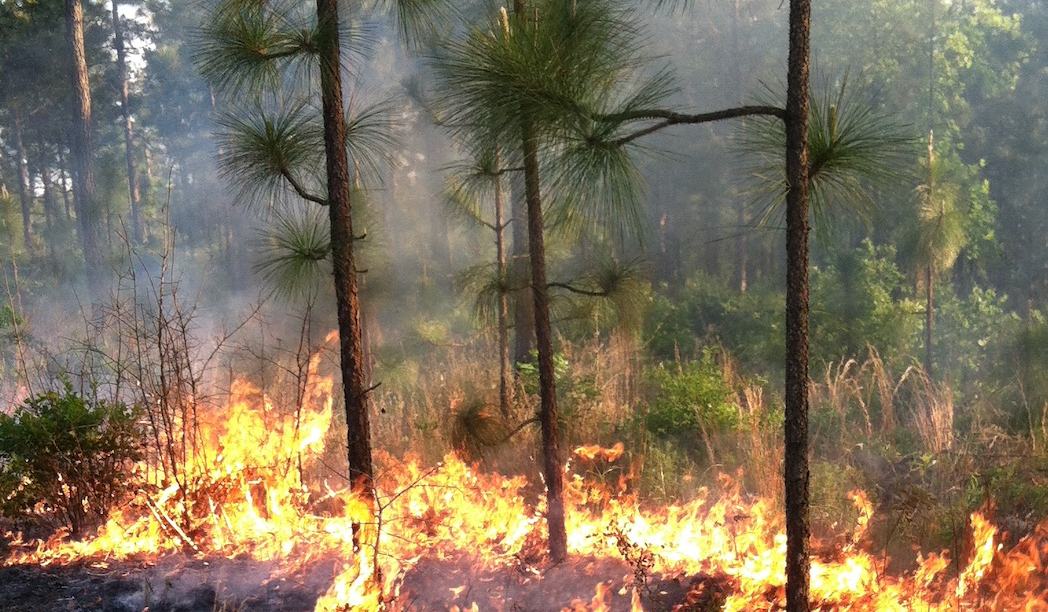 Fire Season Is on the Horizon - Richmond County Center | N.C ...