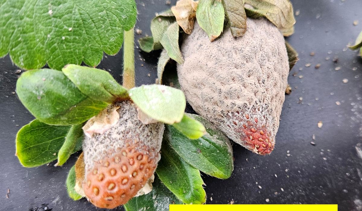 Suggested Spray Schedule for Spring Disease Control in Strawberries ...