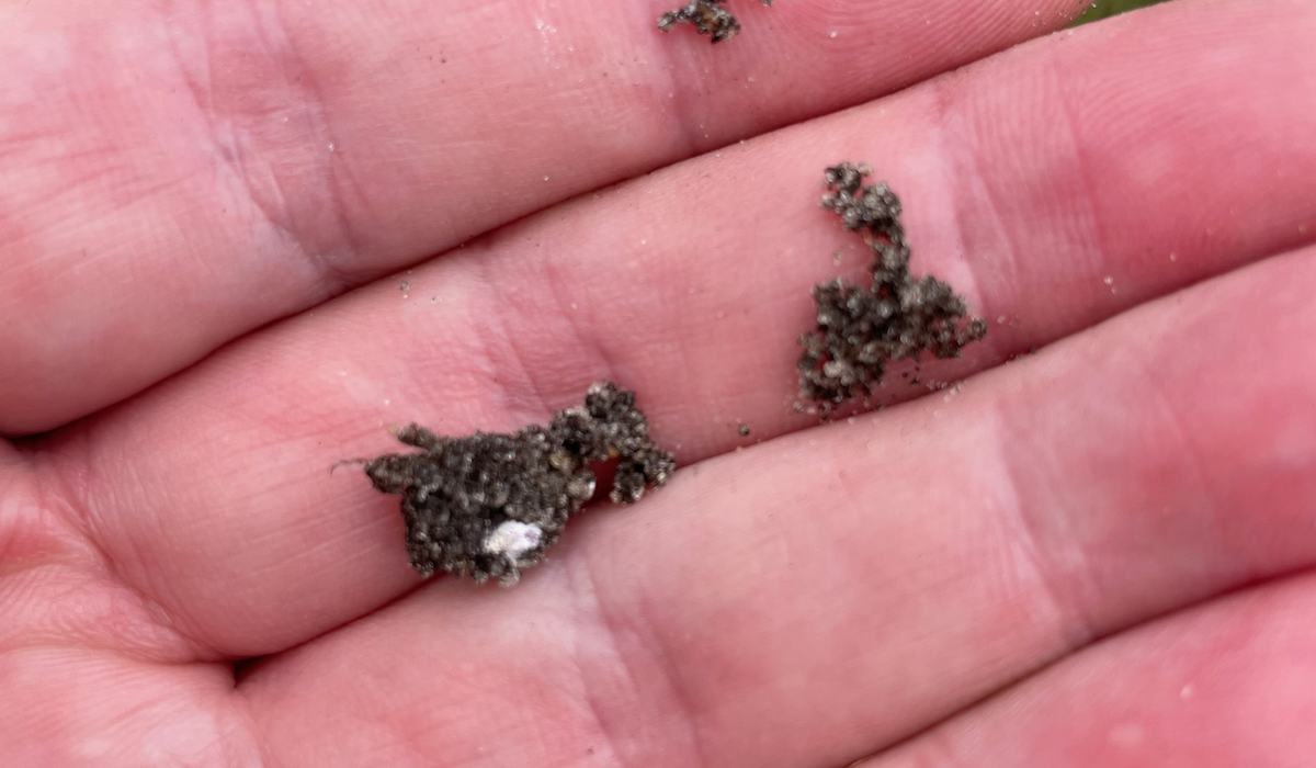 Do You Have Ground Pearls? - Carteret County Center | N.C. Cooperative ...
