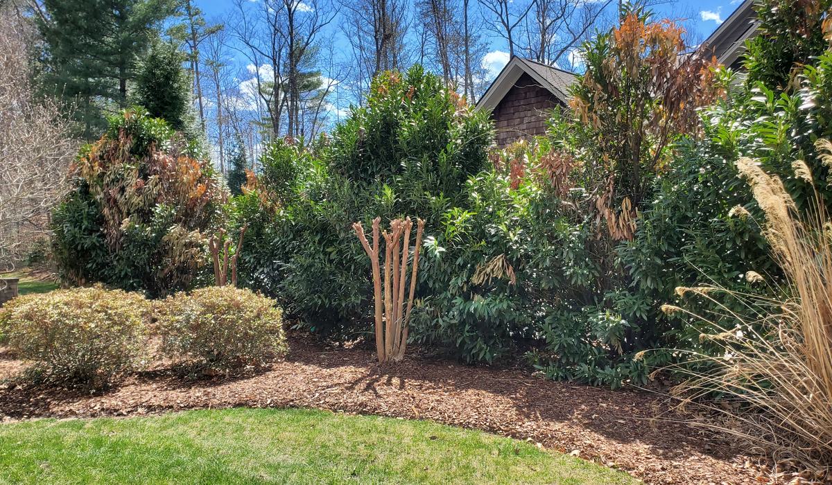 Plant Health Alert - Pink Disease in Landscape Plants - Henderson ...