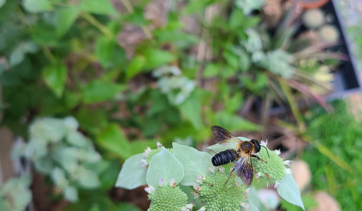 Non-Native and Invasive Pollinators- Not All Insects on Your Flowers ...