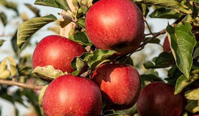 Planting Bare Root Apple Trees - Burke County Center | N.C. Cooperative ...