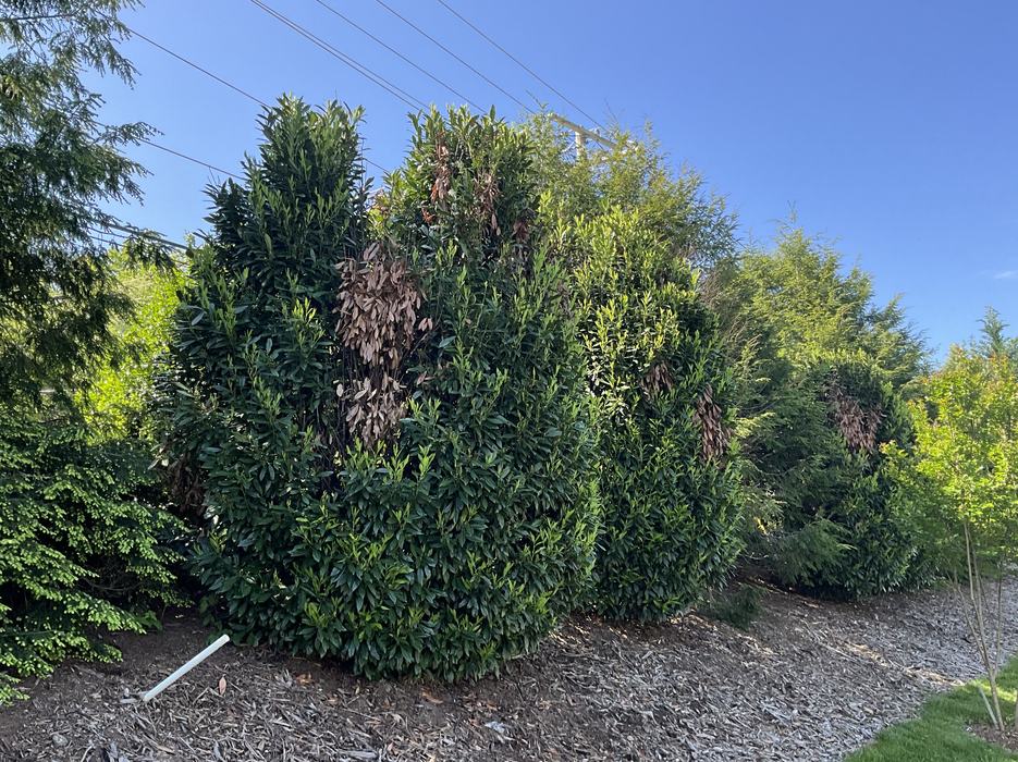 Plant Health Alert - Pink Disease in Landscape Plants - Henderson ...