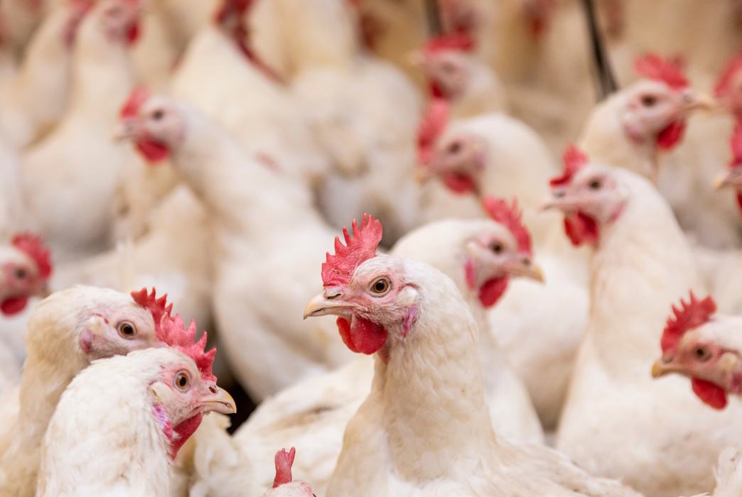 Broiler Breeder Male Management and Nutrition - Prestage Department of ...