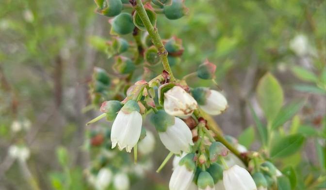 Blueberry Pollination: The Role of Specialist Bees - Pollinators