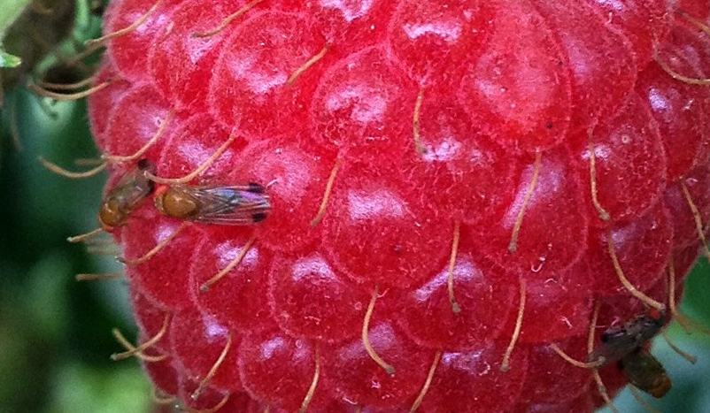 Volunteers Support Research to Track Invasive Fruit Fly and Natural ...