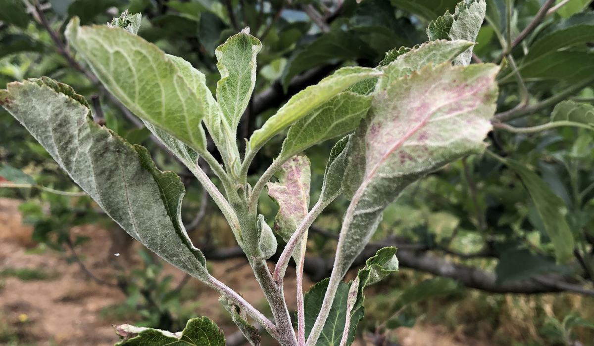 Apple Disease Update: Week of May 11, 2025 - Southern Appalachian ...