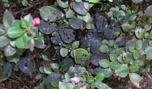 What Is Sooty Mold? - Wayne County Center | N.C. Cooperative Extension
