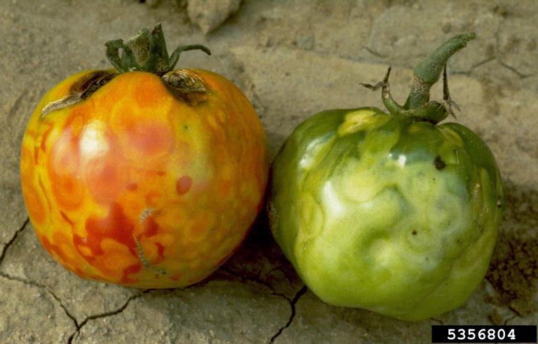 Tomato Spotted Wilt Virus: What Gardeners Need to Know - Pamlico County ...