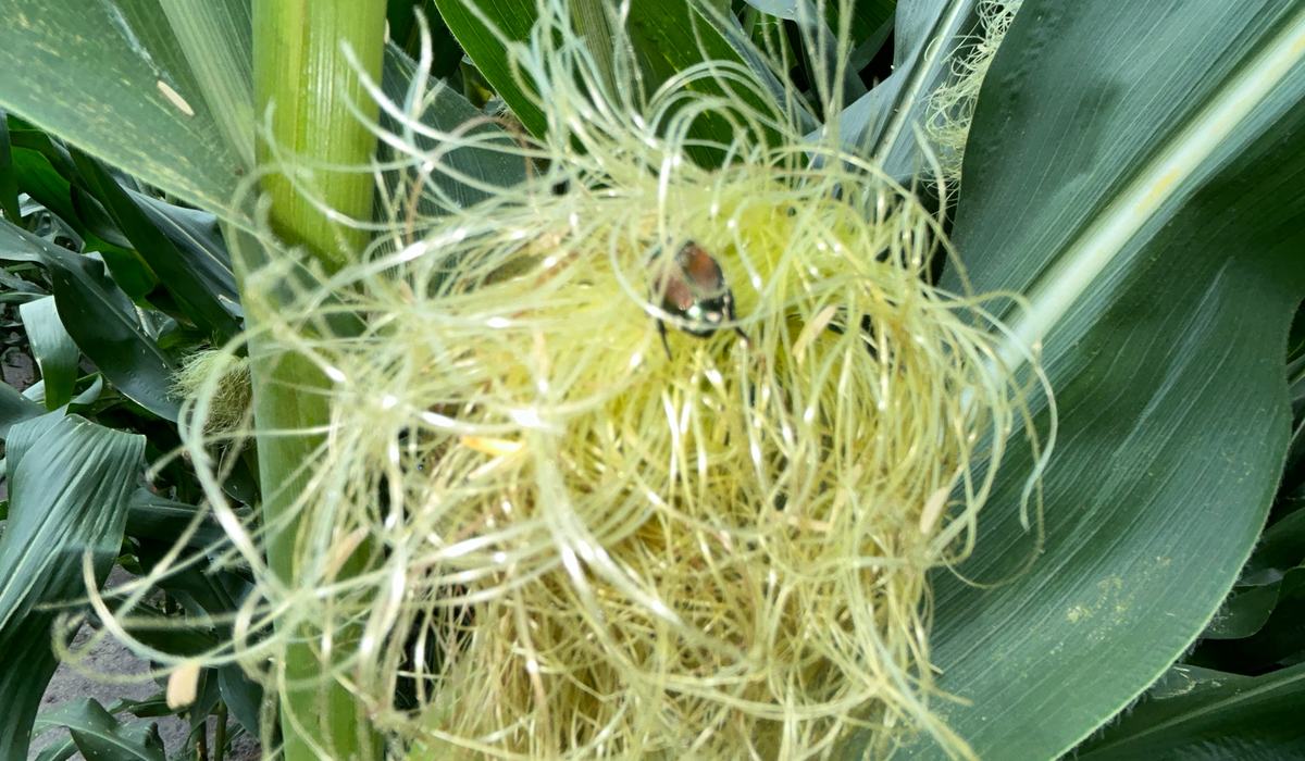 Considerations for Fungicide Applications in North Carolina Corn - Corn