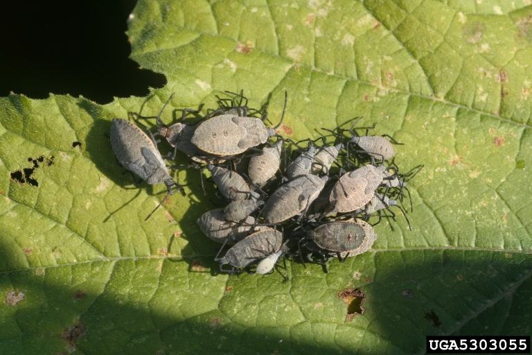 How to Spot and Control Squash Bugs in Your Garden - N.C. Cooperative ...