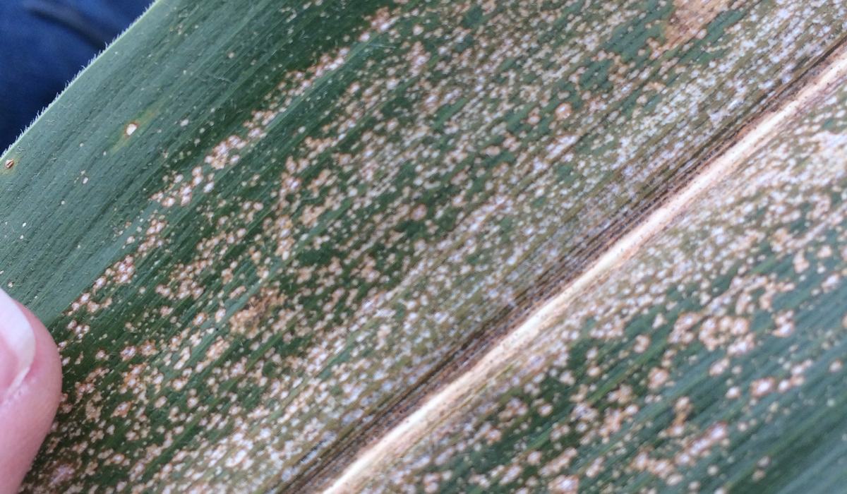 Dichotomous Key for Identifying Corn Leaf Spot Disorders - Corn