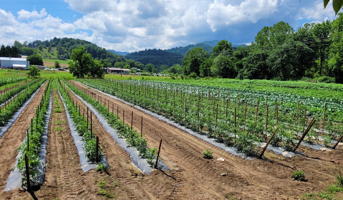 Benefits of Plant Tissue Analysis for Vegetable Producers - Yancey ...