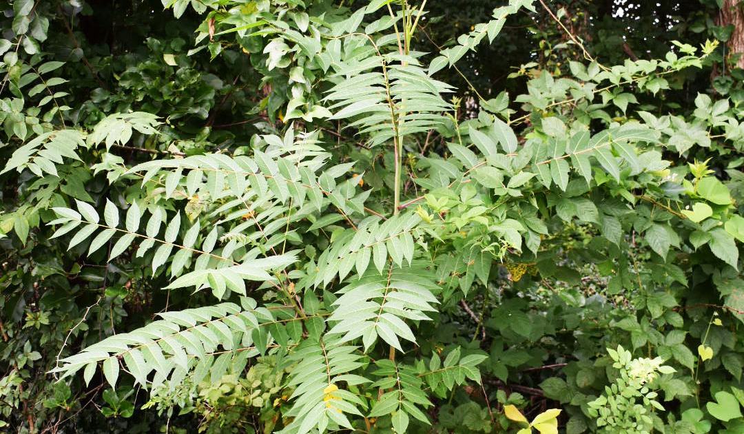 Invasive Plant BOLO: Tree-of-Heaven - Buncombe County Center | N.C ...