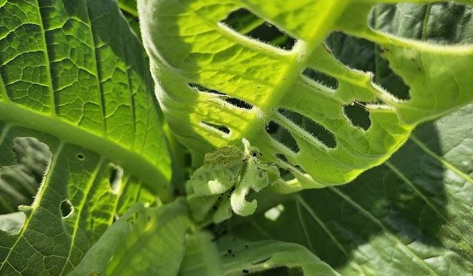 New Factsheets: Late Season Insect Pests of Tobacco - Tobacco Growers ...