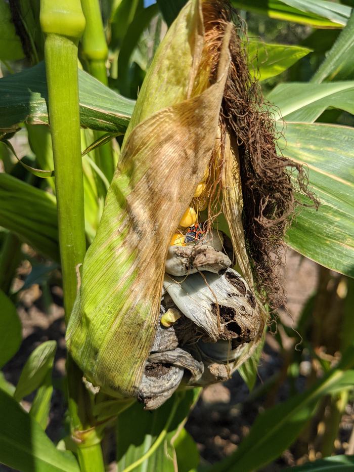 Embracing the "Mexican Truffle": A Guide to Corn Smut for Gardeners and ...