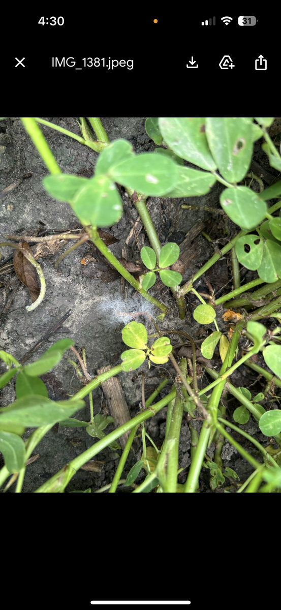 Sclerotinia Blight in Virginia Peanut Notes No. 207 2025 - Peanut | NC ...