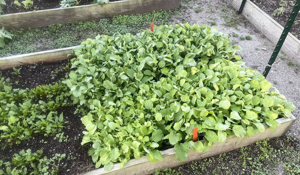 Fall Collards – It’s Time to Plant! - Pamlico County Center | N.C ...