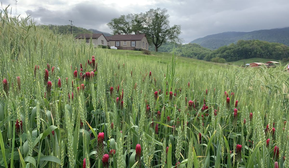 Keep It Covered! (Your Silage Ground, I Mean) - Watauga County Center ...
