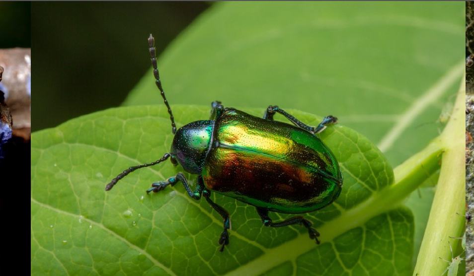 Event Announcement: PDIC Open House - Plant Disease and Insect Clinic