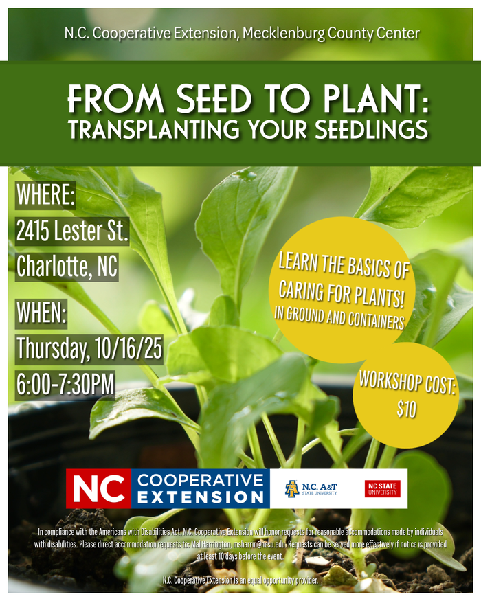 From Seed to Plant: Transplanting Your Seedlings - Mecklenburg County ...