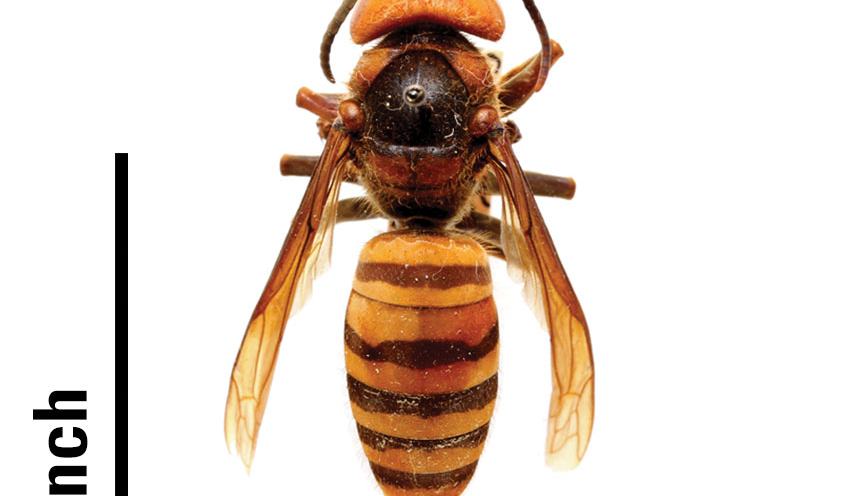 Is the 'Murder Hornet' Here? No, but Let's Identify That Giant Wasp You ...