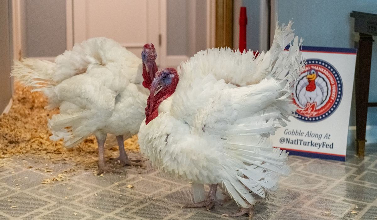 NC State Chosen as Home for 2025 National Thanksgiving Turkeys | NC ...