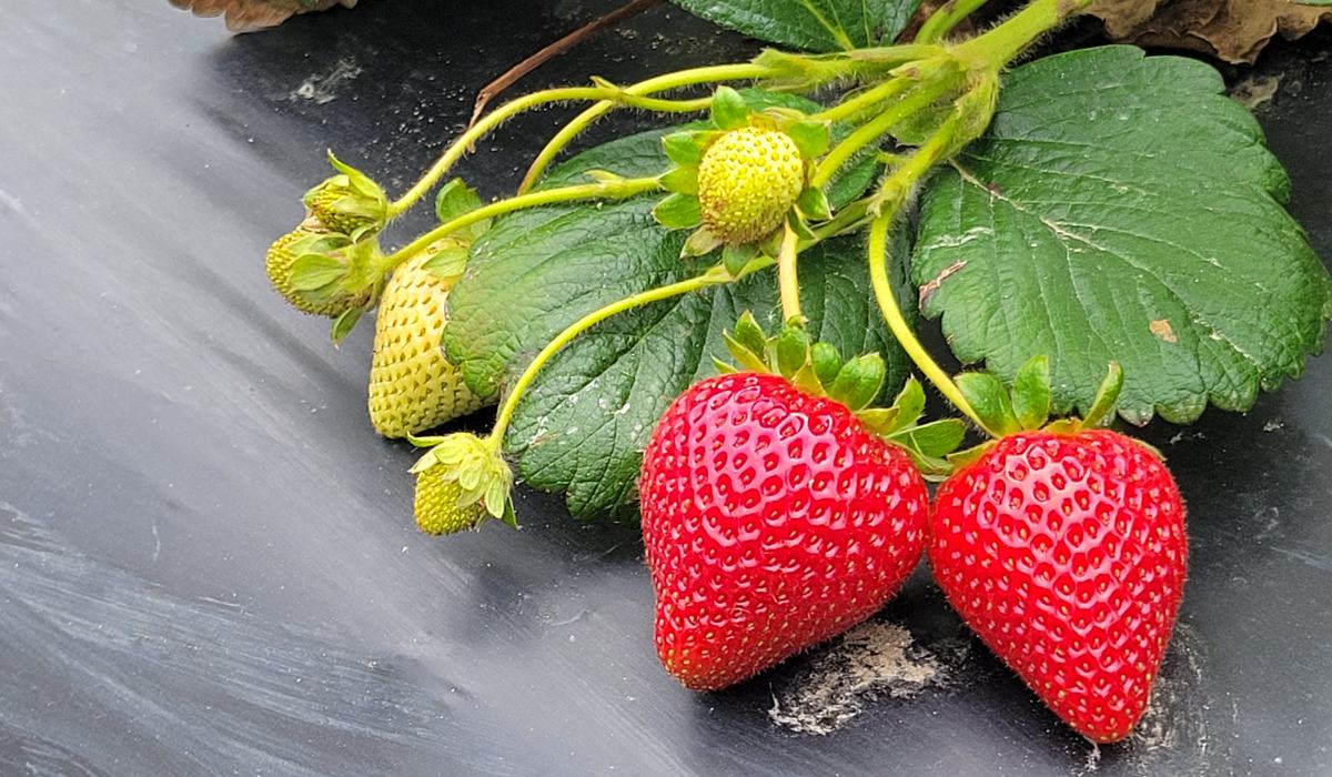 Upcoming Event: Biocontrol and Integrated Disease Management in ...