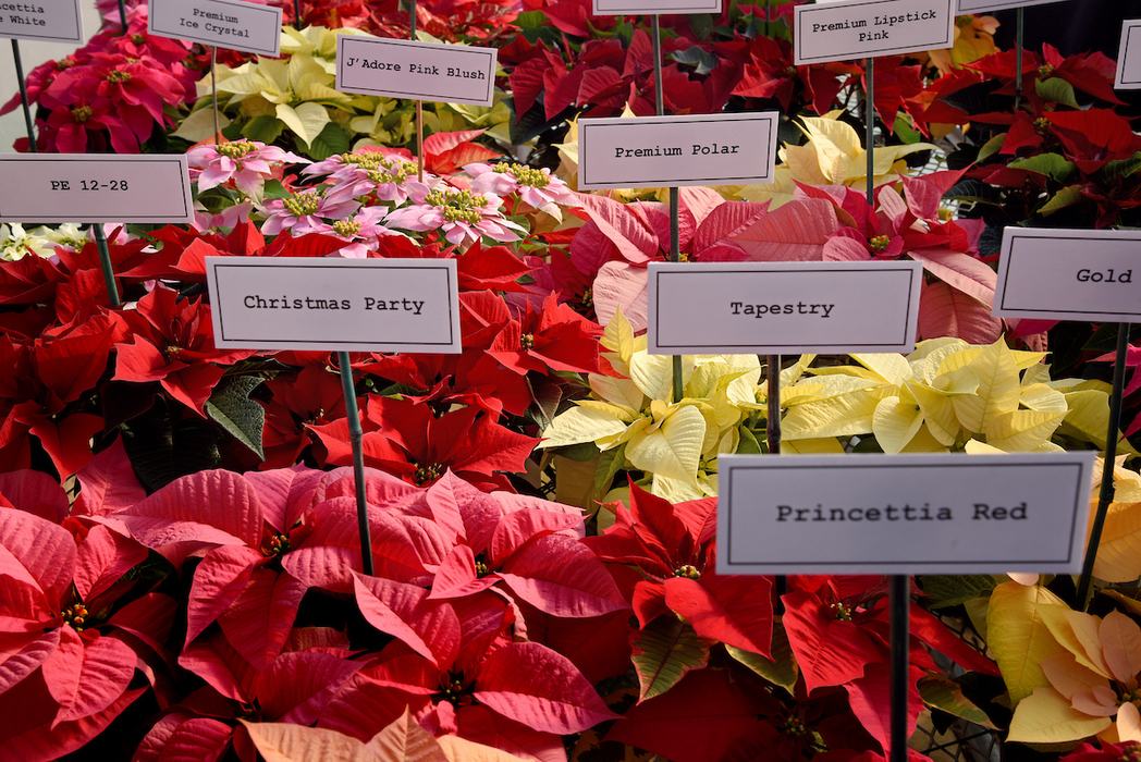The Flowering Poinsettia & Its Care - Pamlico County Center | N.C ...