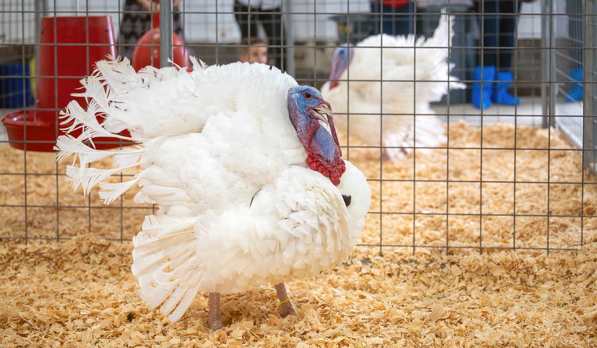 Pardoned Turkeys Are Emblematic of North Carolina’s Strong Poultry ...